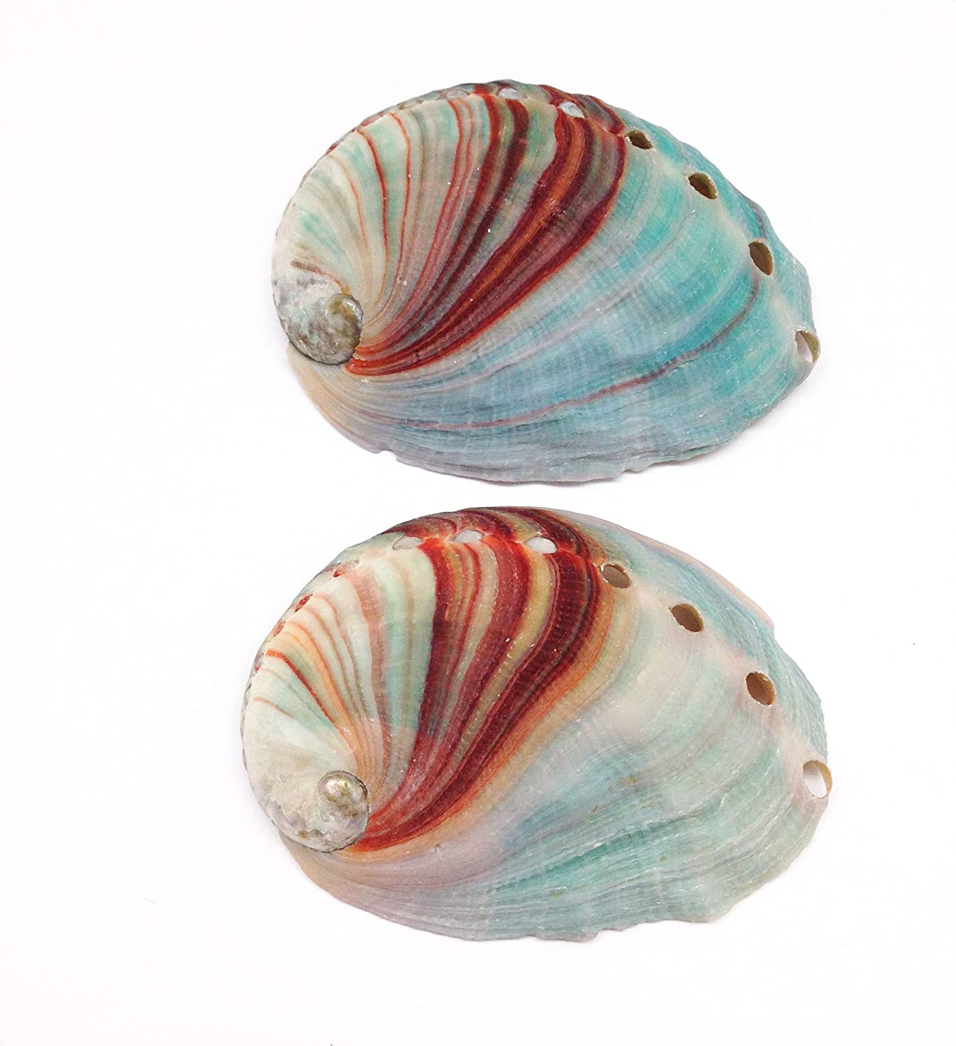 PEPPERLONELY 2 PC Green Baby Abalone Sea Shells, 3.25 Inch Up