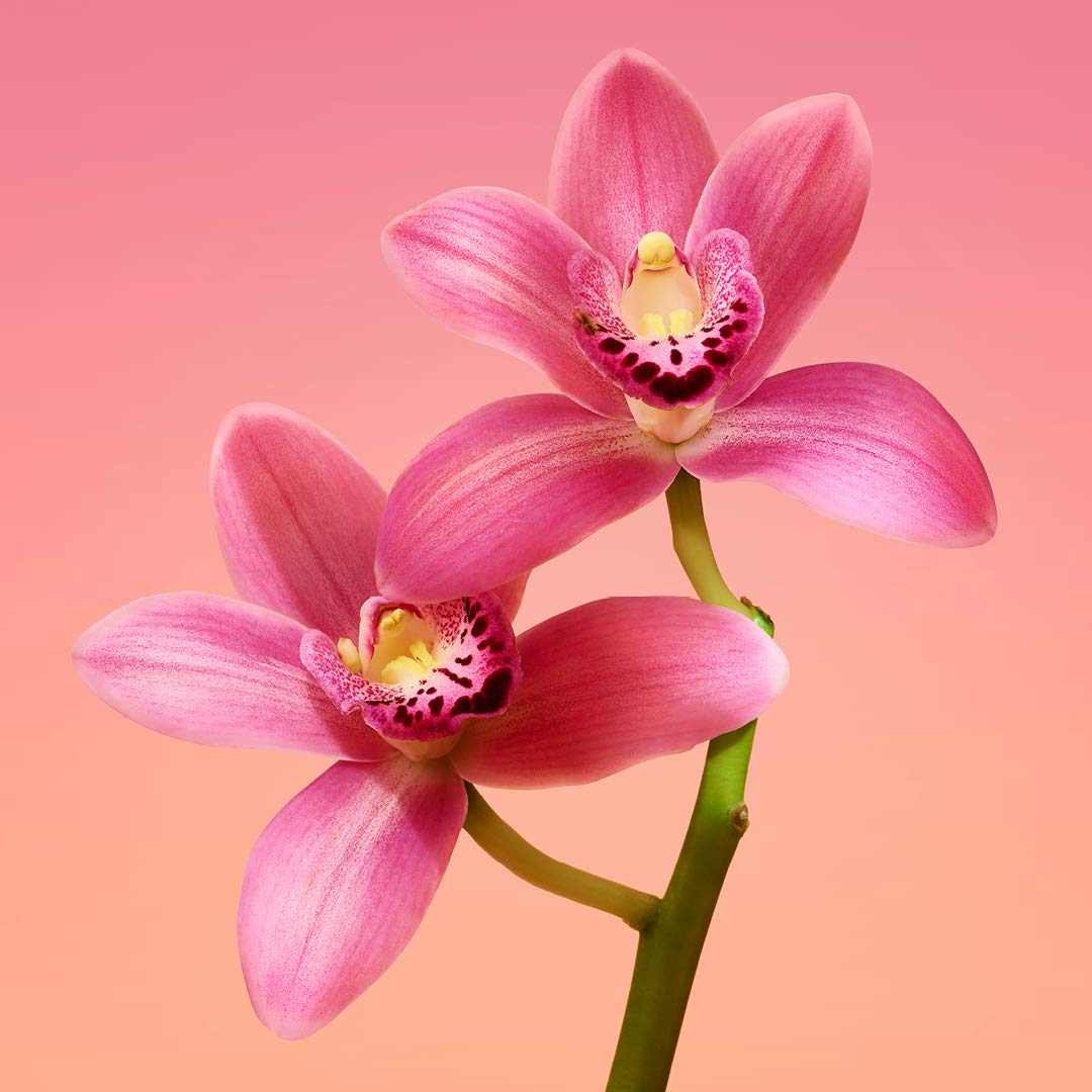 Calvin Klein euphoria Eau de Parfum