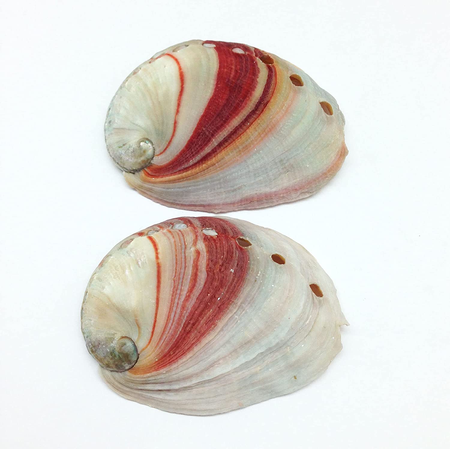 PEPPERLONELY 2 PC Red Baby Abalone Sea Shells, 3.25 Inch Up