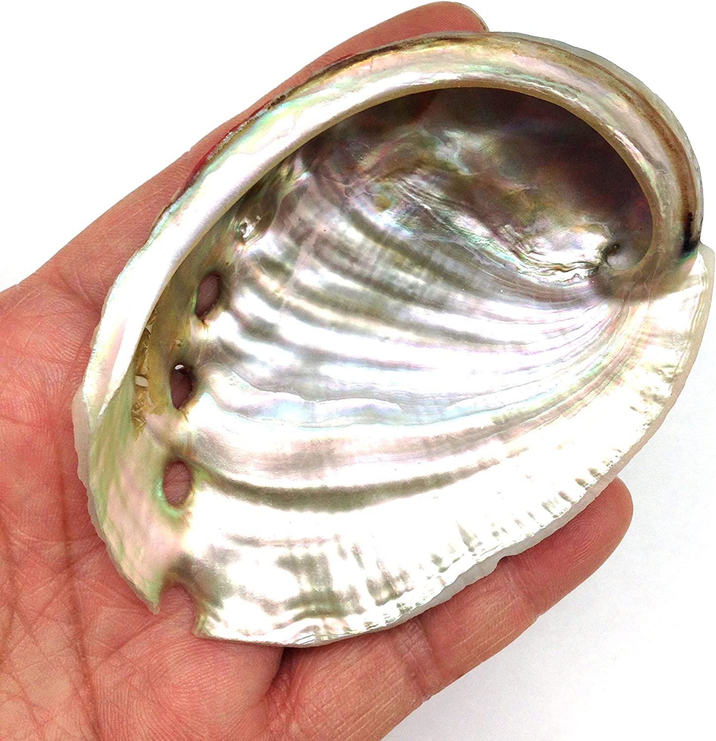 PEPPERLONELY 2 PC Red Baby Abalone Sea Shells, 3.25 Inch Up