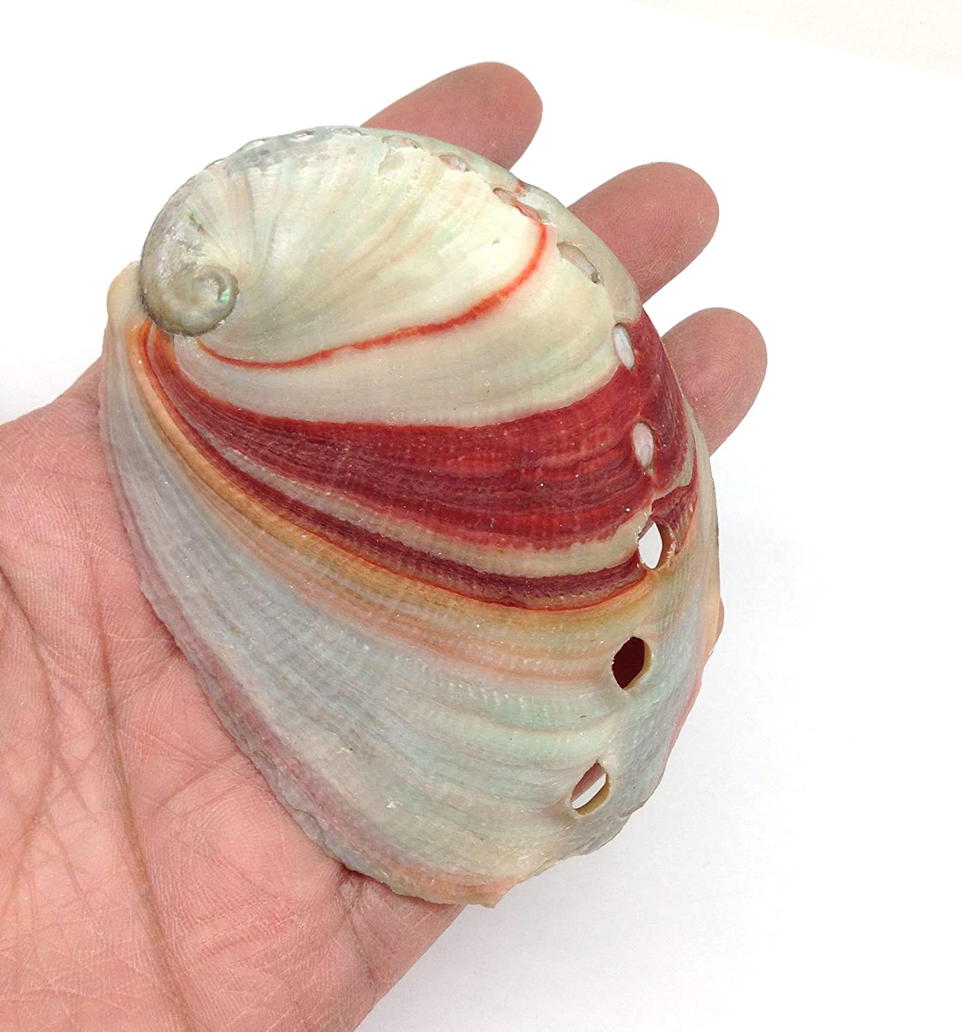 PEPPERLONELY 2 PC Red Baby Abalone Sea Shells, 3.25 Inch Up