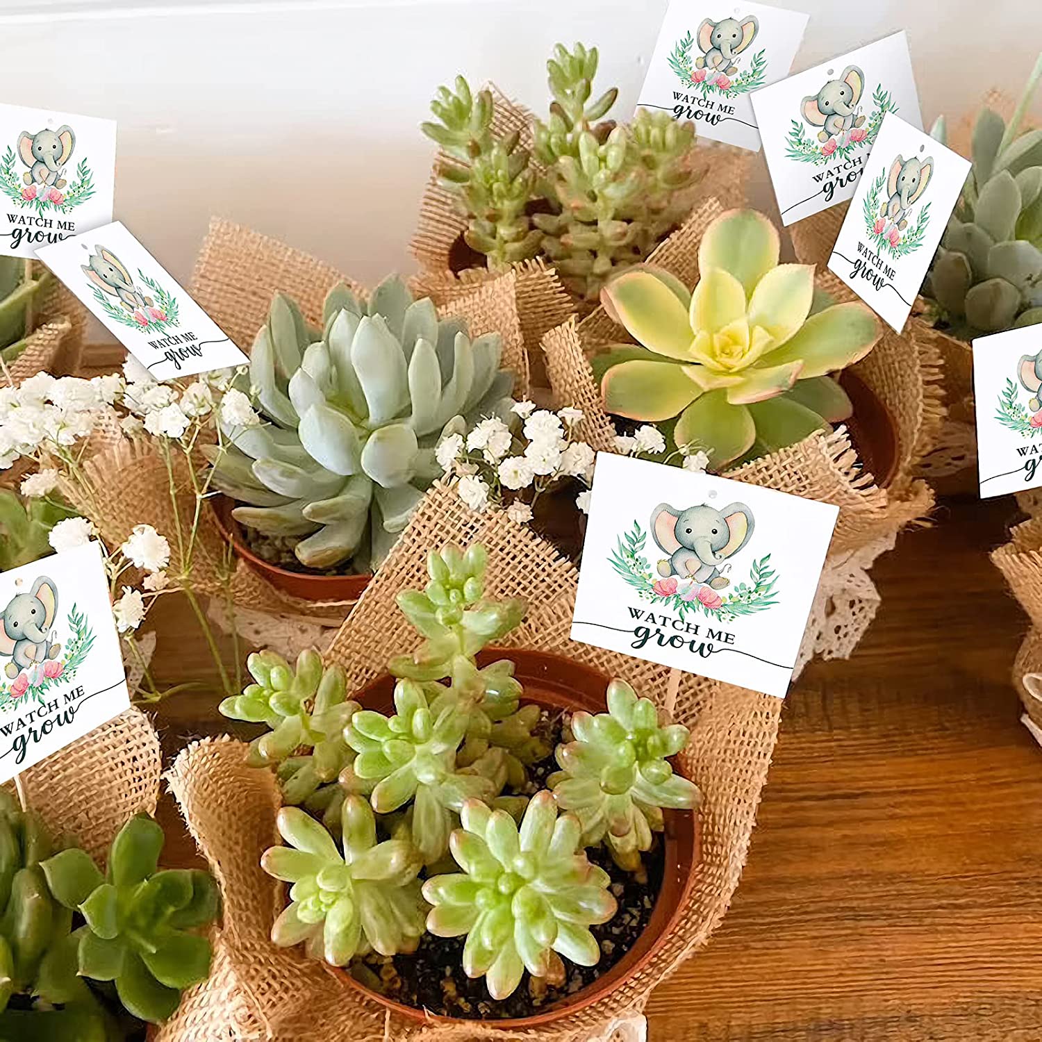 Watch Me Grow Tags for Baby Shower Succulents, Cute Elephant with ...