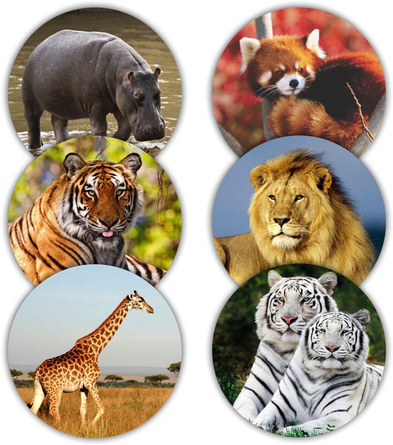 Zoo Animals Stickers - (Pack of 120) 2" Large Round Forest Wild Jungle ...