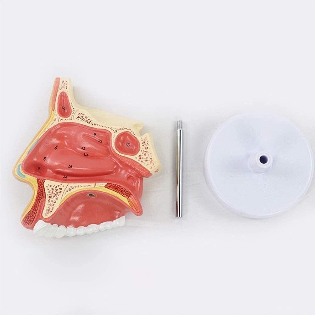 LHMYHHH Throat Nose Model Study Model Anatomical Model of The Mouth of ...