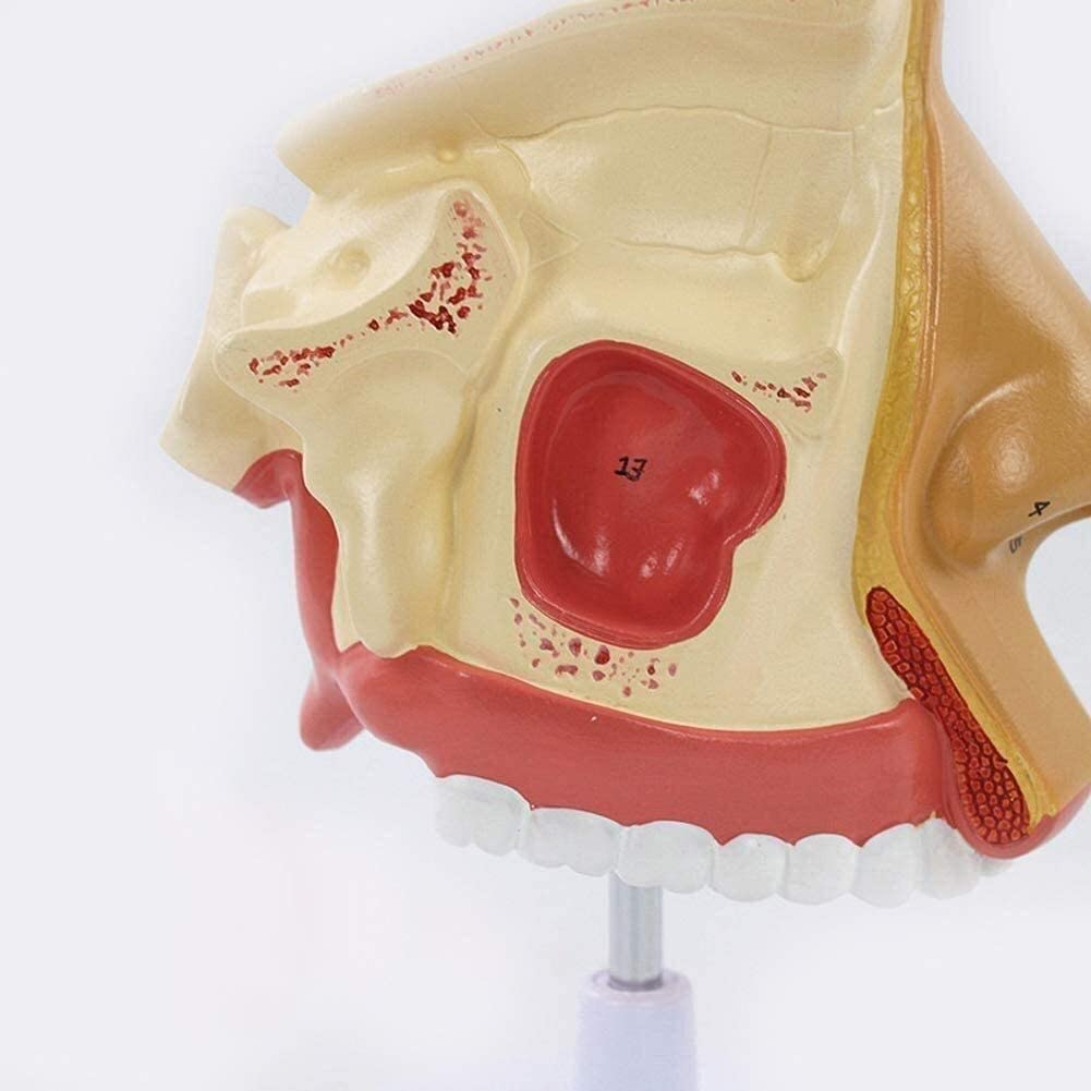 LHMYHHH Throat Nose Model Study Model Anatomical Model of The Mouth of ...