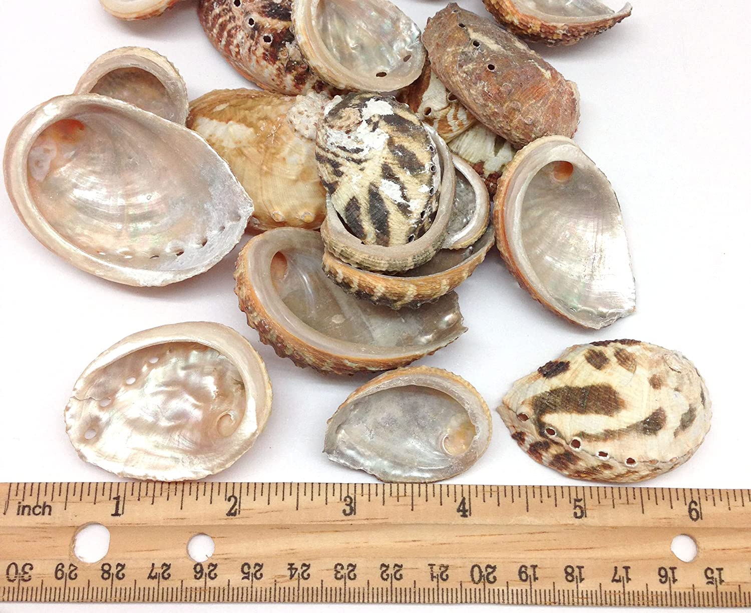 PEPPERLONELY Natural Haliotis Vulcanicus Abalone Shells, 6 OZ Apprx. 50 ...