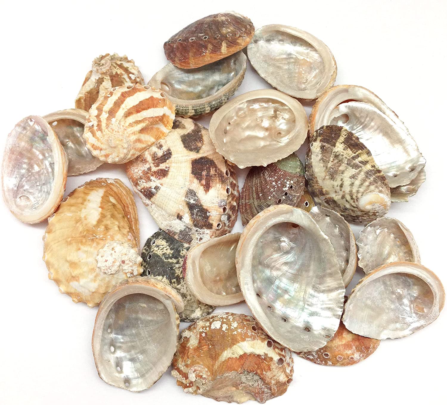PEPPERLONELY Natural Haliotis Vulcanicus Abalone Shells, 6 OZ Apprx. 50 ...