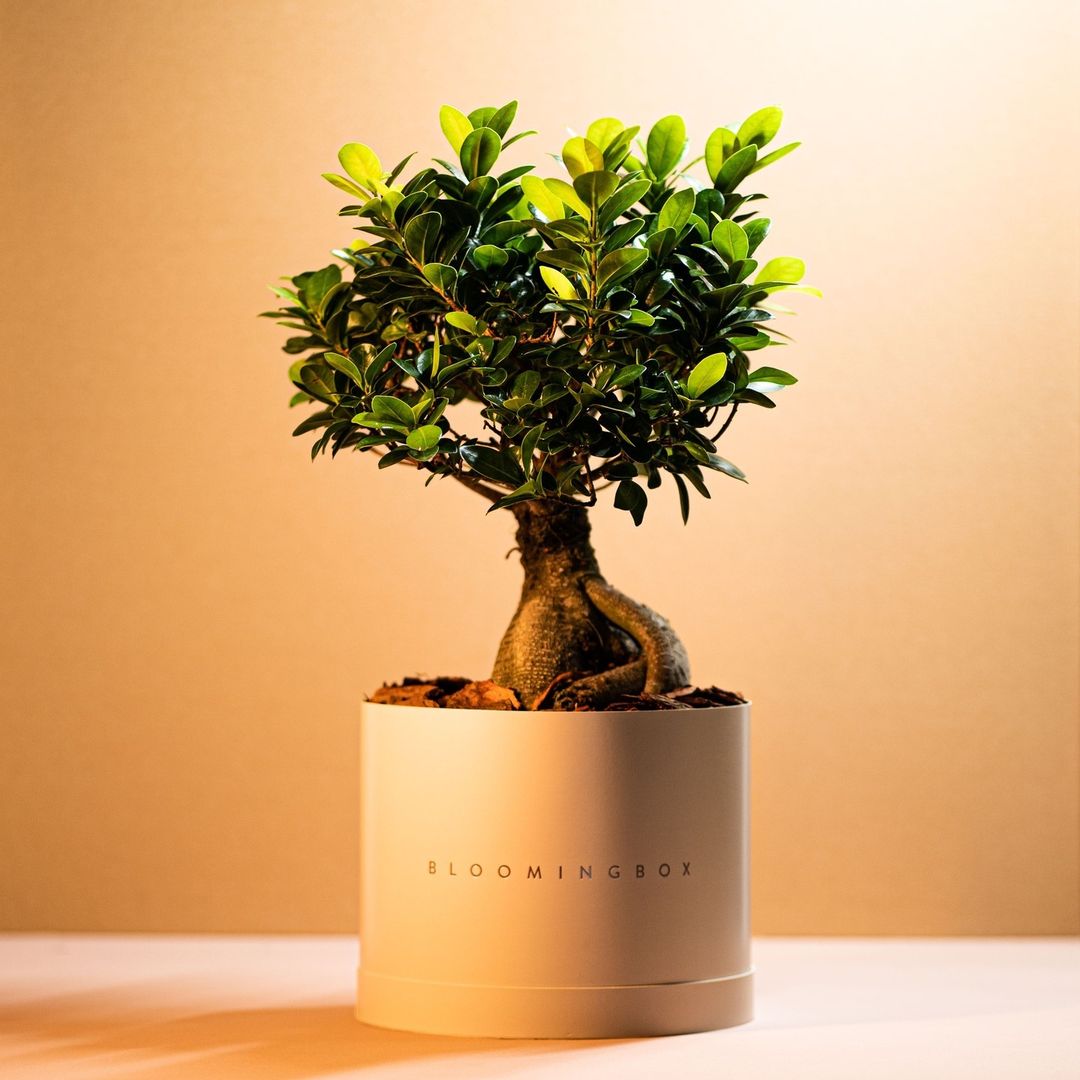 Popular Spring Indoor Plants for Your Office Space